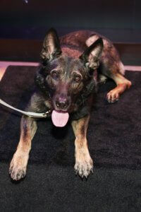 'Top Dog' Canine Competition Series Greenlit by A&E Network
