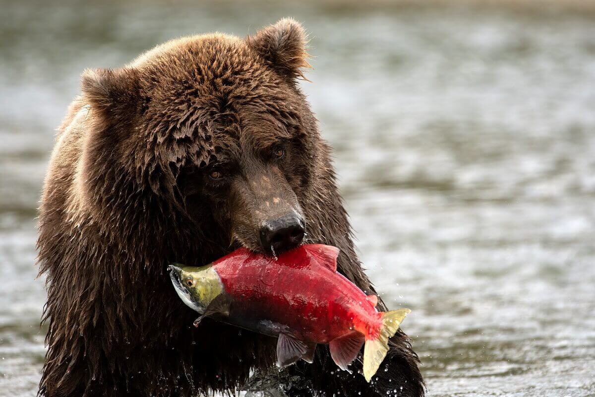 Our Planet II Teaser, Photos and Premiere Date