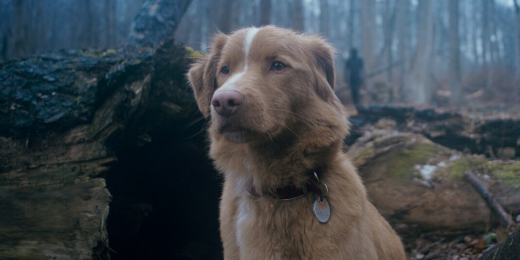 Good Boy Review: Oscar-Worthy Performance by a Very Good Boy