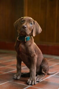 Netflix's Scooby-Doo: Origins Casts Real Dog as Scooby-Doo